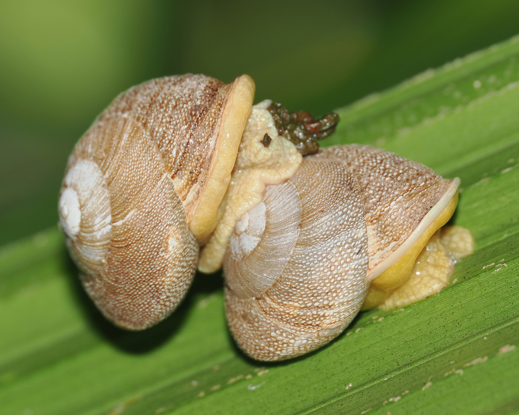 Granodomus lima from Rio Abajo, Humacao, Puerto Rico on March 06, 2026 ...