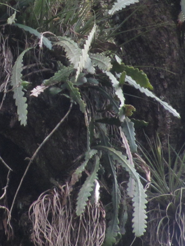 Nopalillo amellado (Epiphyllum crenatum subsp. crenatum)