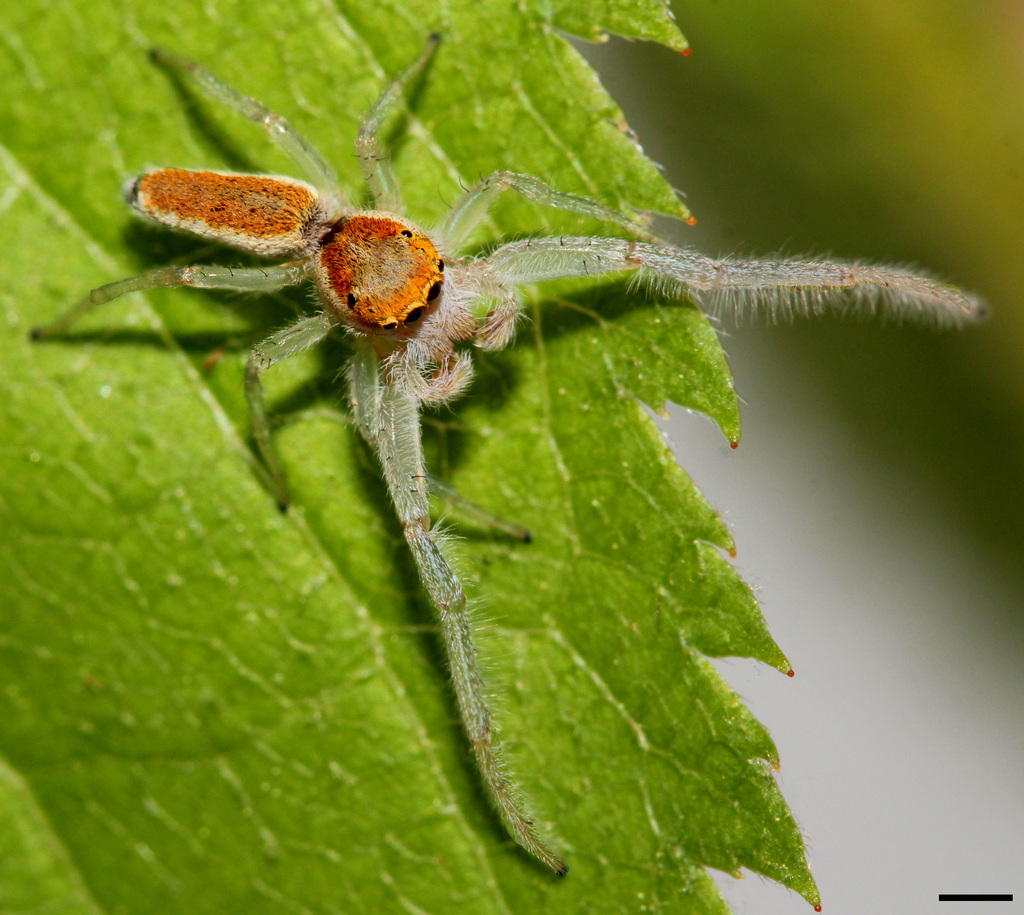White-jawed Jumping Spider (Putnam County Site Observations - non ...