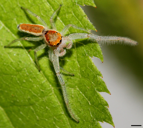White-jawed Jumping Spider (Putnam County Site Observations - non ...