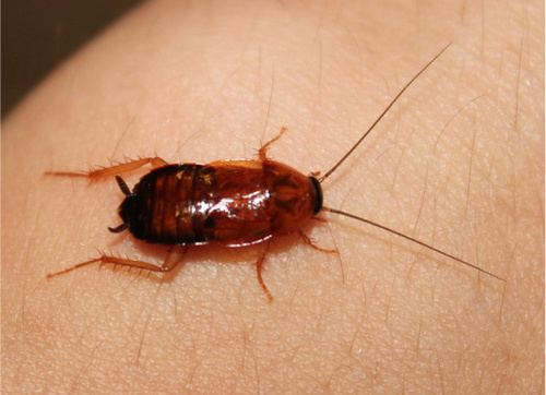 Virginia wood cockroach (Putnam County Site Observations - Primitive ...
