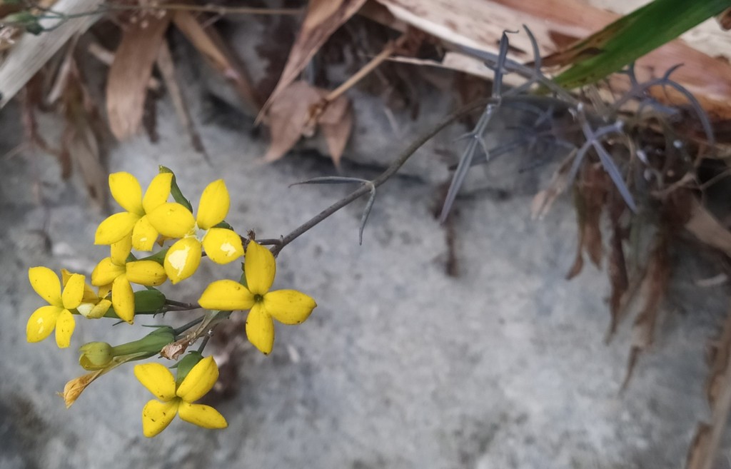 (Kalanchoe ceratophylla) - Botanical Realm