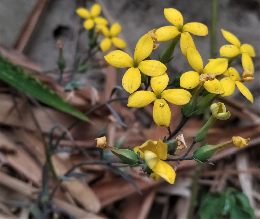 (Kalanchoe ceratophylla) - Botanical Realm