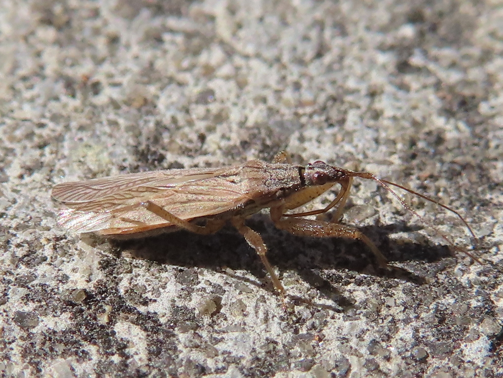 Common Damsel Bug from Union Bridge, MD 21791, USA on March 10, 2026 at ...