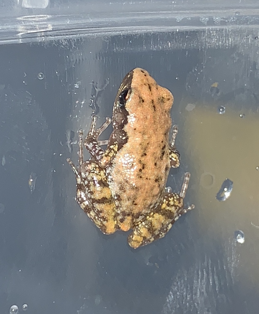 Rio Grande Chirping Frog in February 2020 by Ty Smith. Known location ...