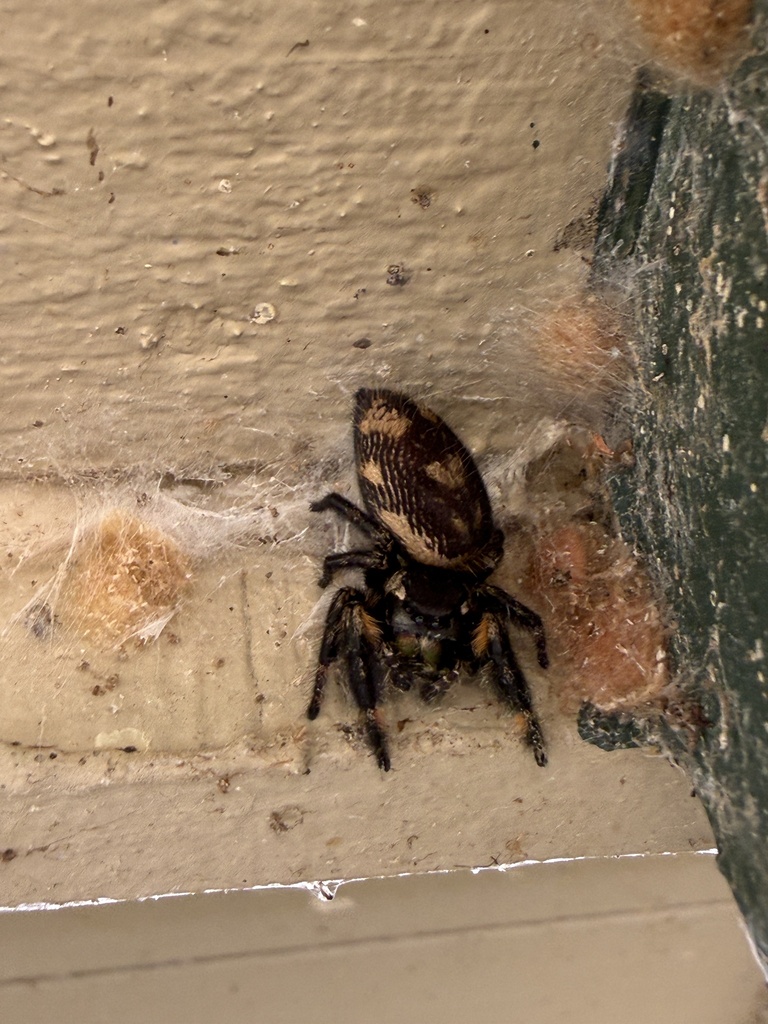 canopy jumping spider from Marjorie Harris Carr Cross Florida Greenway ...