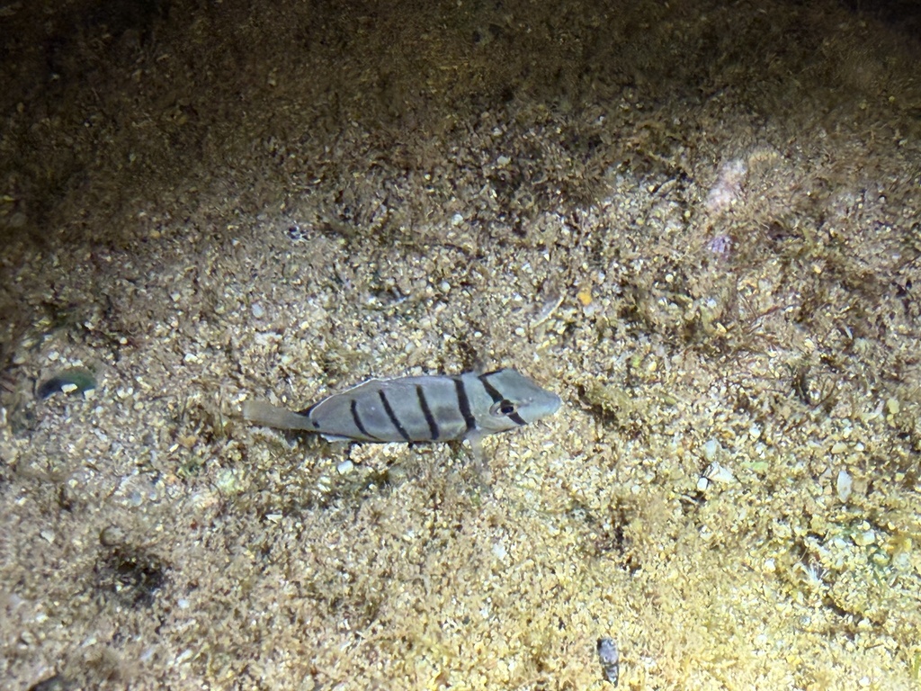 Hawaiian Convict Surgeonfish in March 2026 by Rowan Willow · iNaturalist