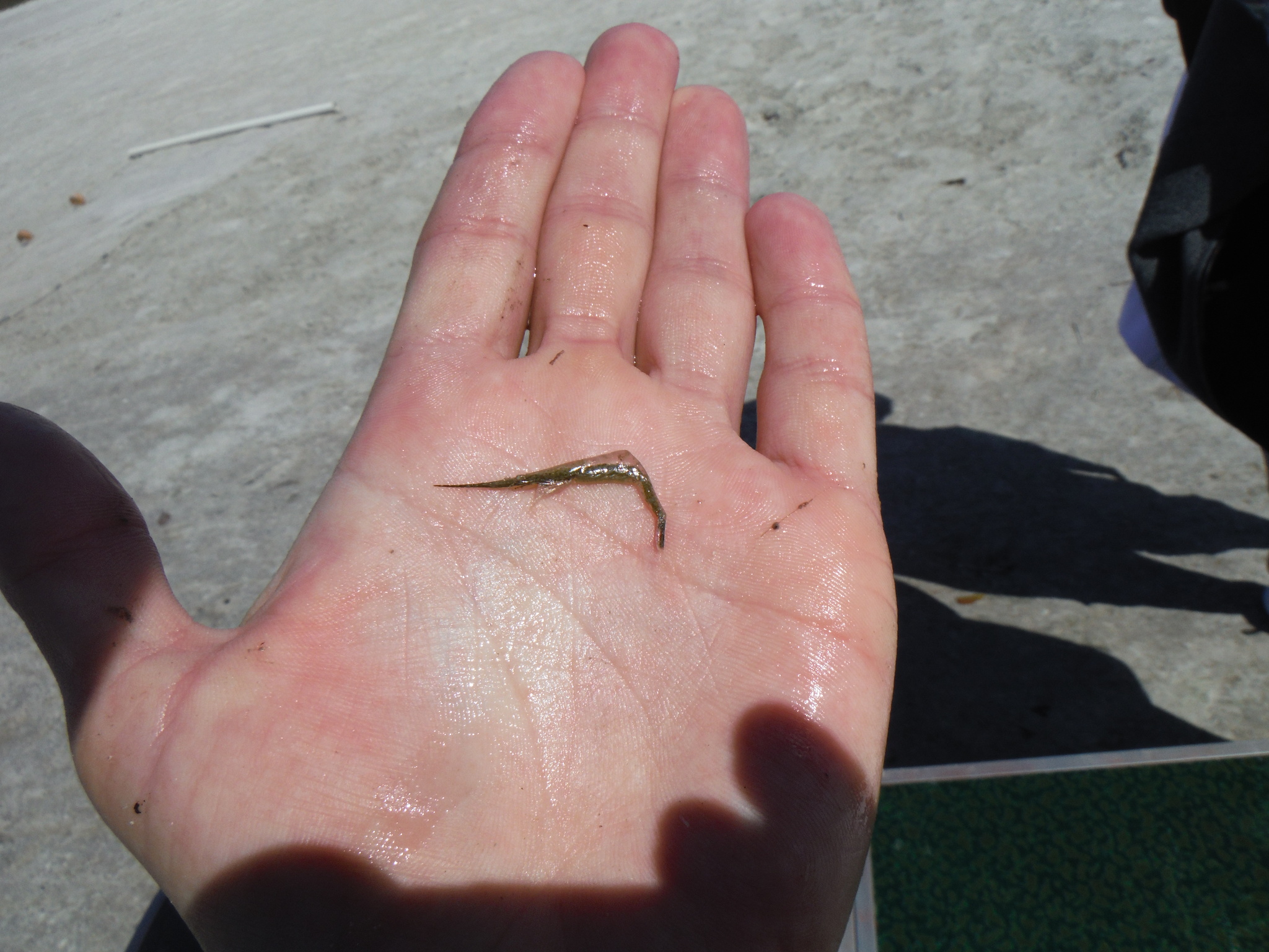 Tozeuma carolinense Kingsley, 1878