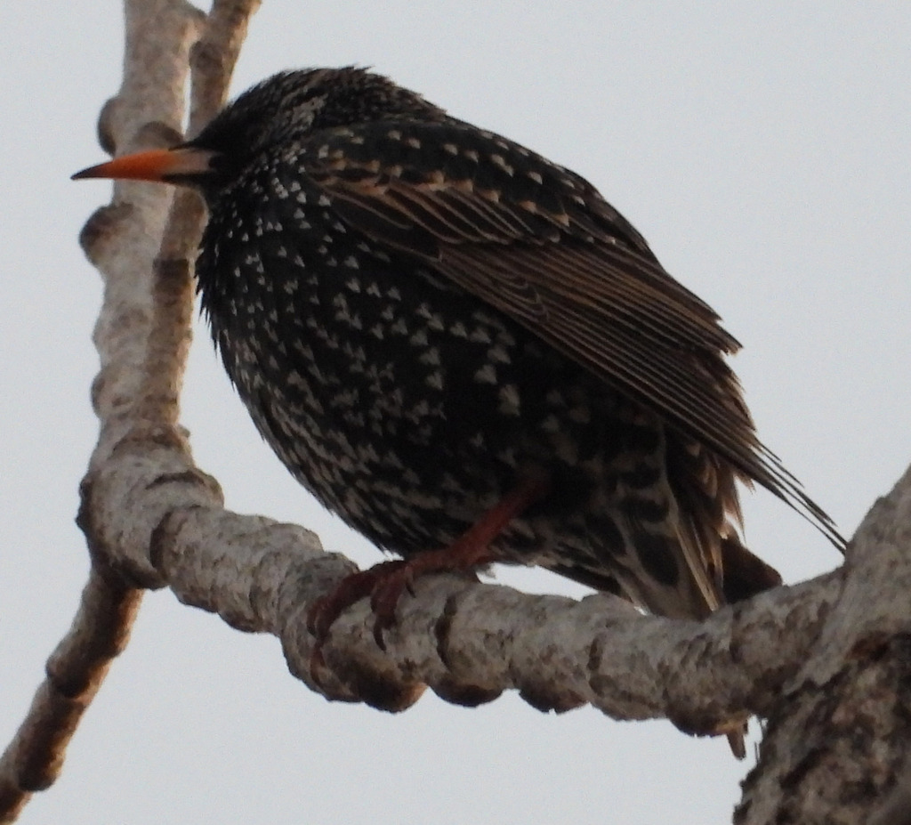 European Starling from Riderwood Village, Gracefield Road, Silver ...