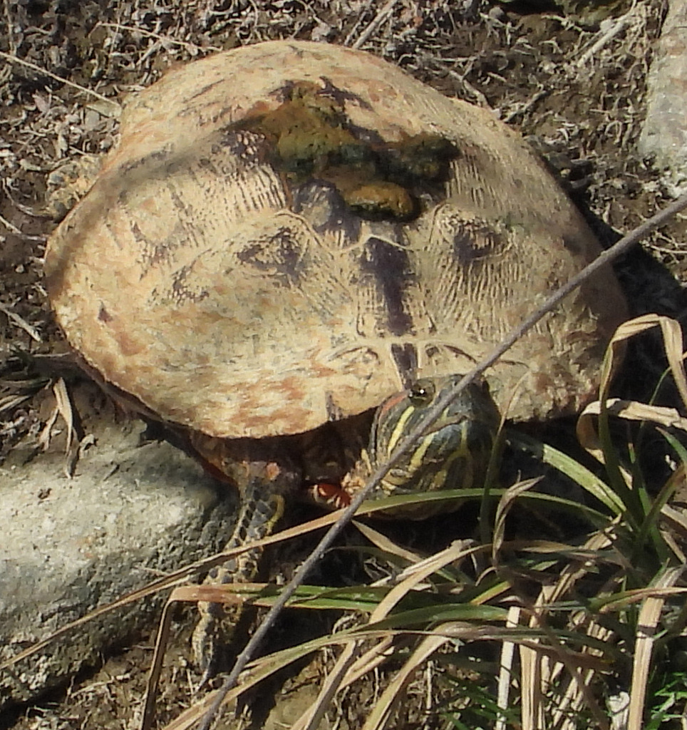 Red-eared Slider from FDA Blvd, Silver Spring, MD, USA on March 11 ...