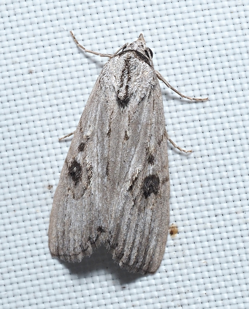 Calathusa ischnodes from Coreen Way, Kalamunda, WA, AU on February 9 ...
