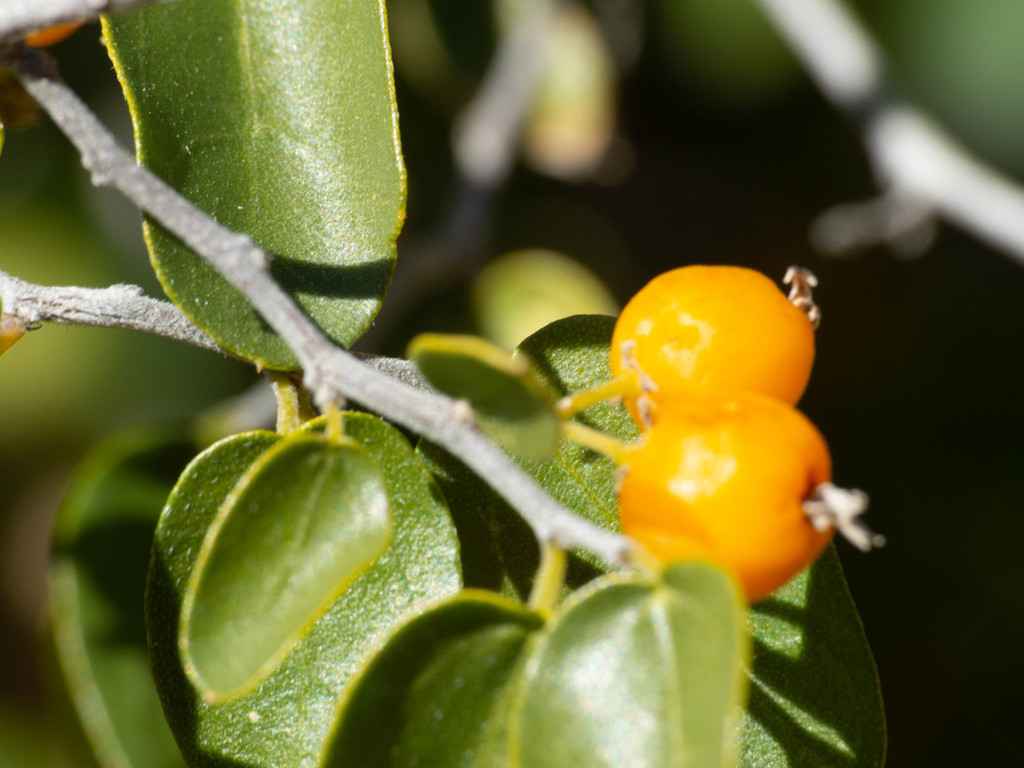 spiny hackberry (Celtis pallida) - Botanical Realm