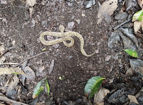 Vipers (Viperidae) - Snakes and Lizards
