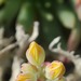 San Benitos Liveforever (Dudleya linearis) · iNaturalist