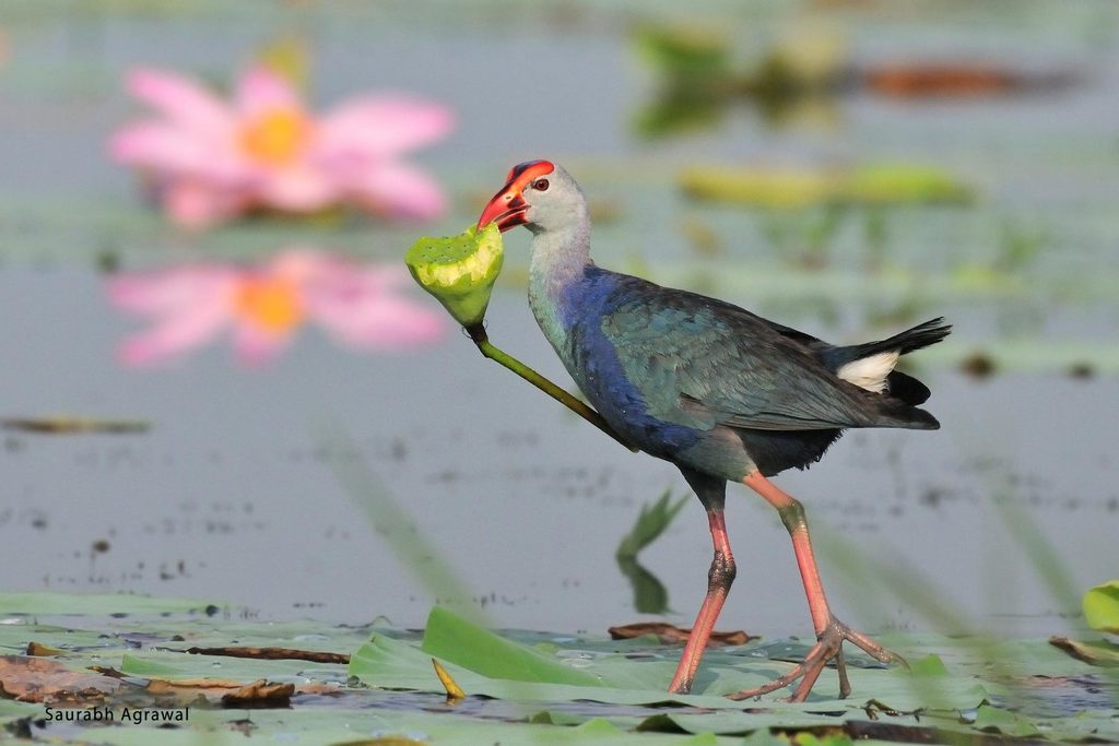 Swamphens and Blue Gallinules (Porphyrio) - Avian Discovery