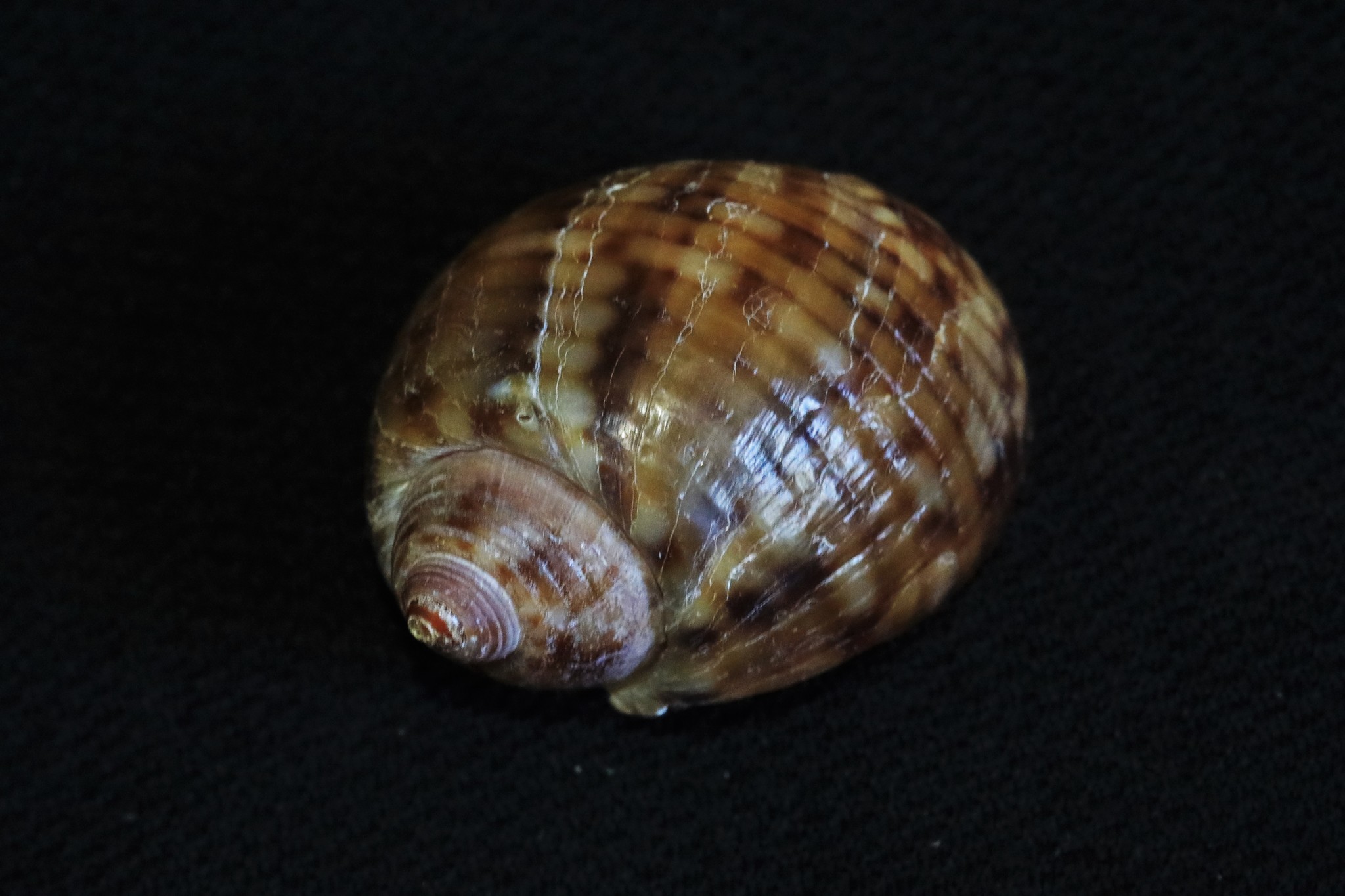 Tonna chinensis (Dillwyn, 1817)