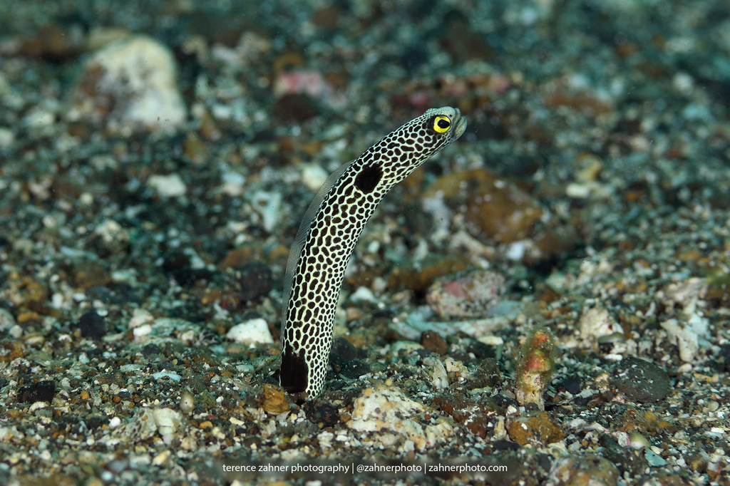 Spotted Garden Eel (Heteroconger hassi) - Marine Life Identification