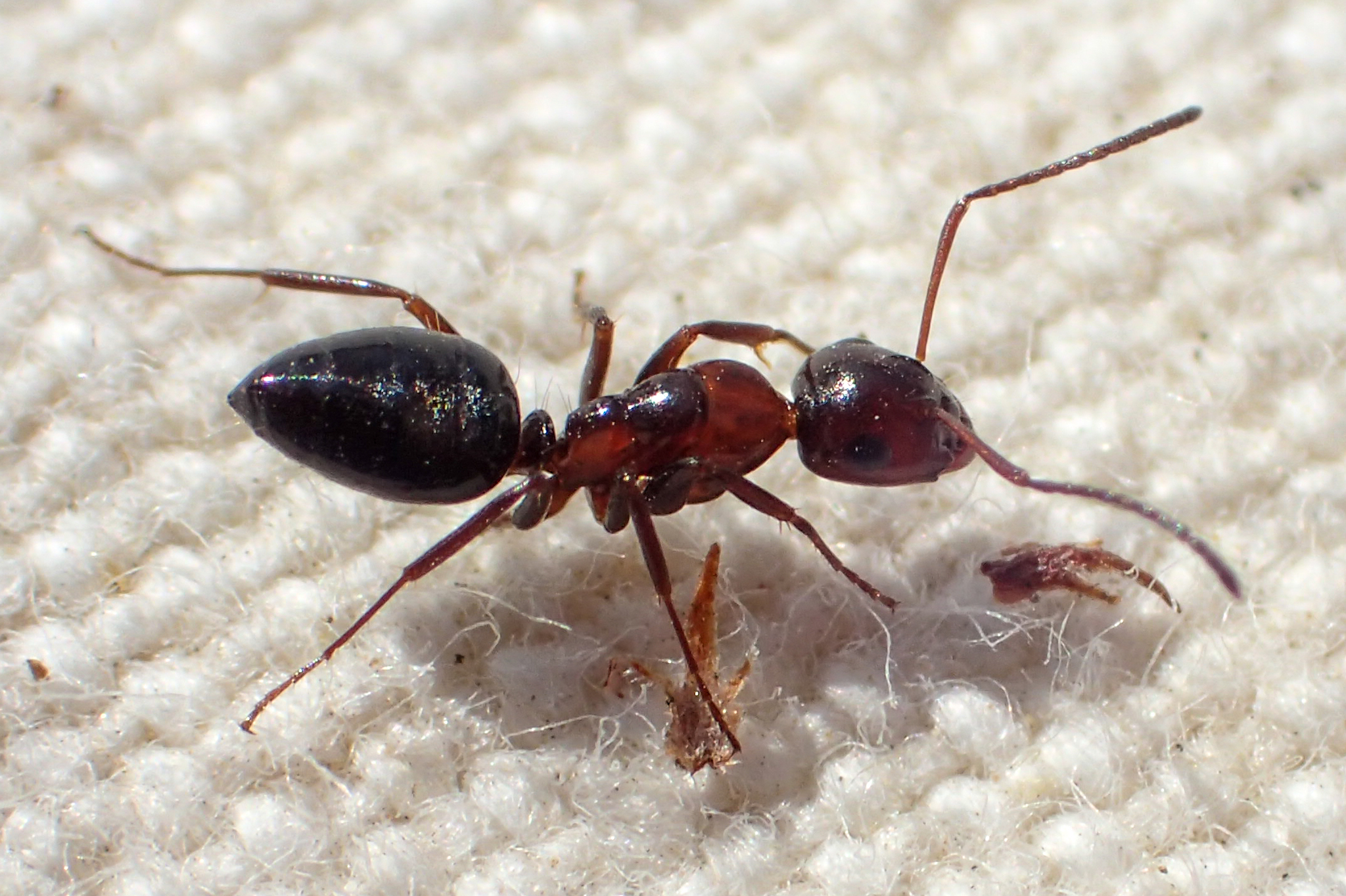 Camponotus hyatti Emery, 1893