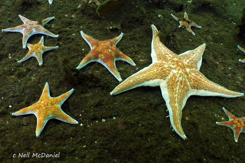 Leather Star from Sechelt Inlet, BC, Canada on October 7, 2020 by Neil ...