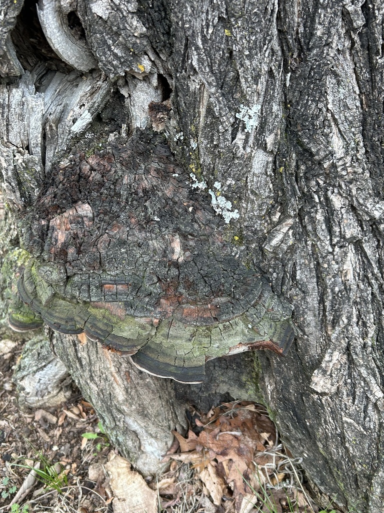 Cracked Cap Polypore from Ozark-St. Francis National Forests, Winslow ...