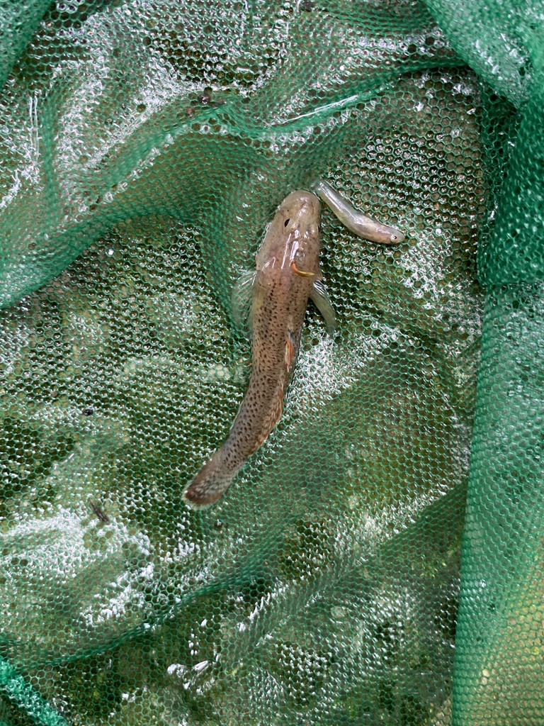 Red-spotted Goby from 新店區, TW on February 29, 2020 at 12:10 PM by ...