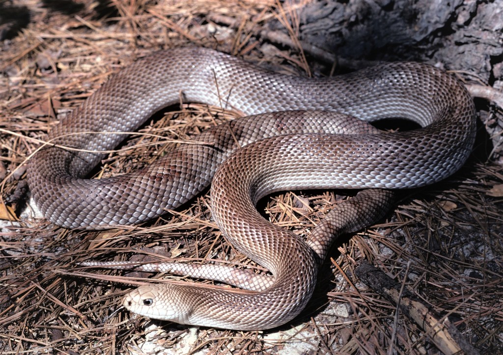 Florida Pine Snake in June 1987 by Robert Simons. 5 1/2 feet long ...