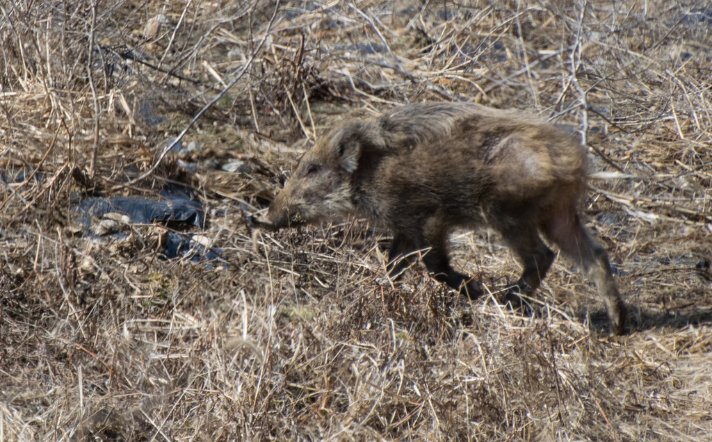 Ussuri Boar (Sus scrofa ussuricus) - Know Your Mammals