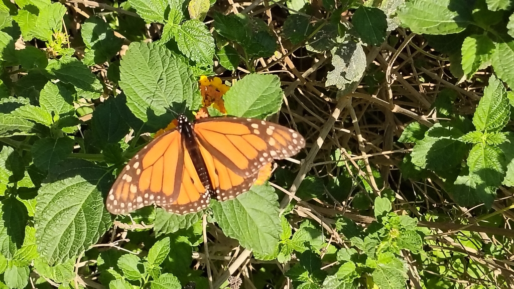 Migratory Monarch from Bosques del Valle 4to Sector, San Pedro Garza ...