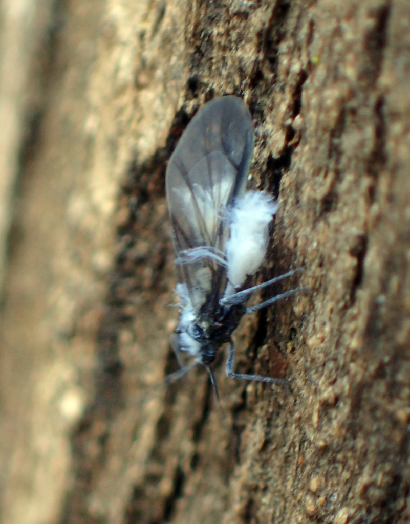Snow Insect from Hikosan, Soeda, Tagawa District, Fukuoka 824-0721 ...