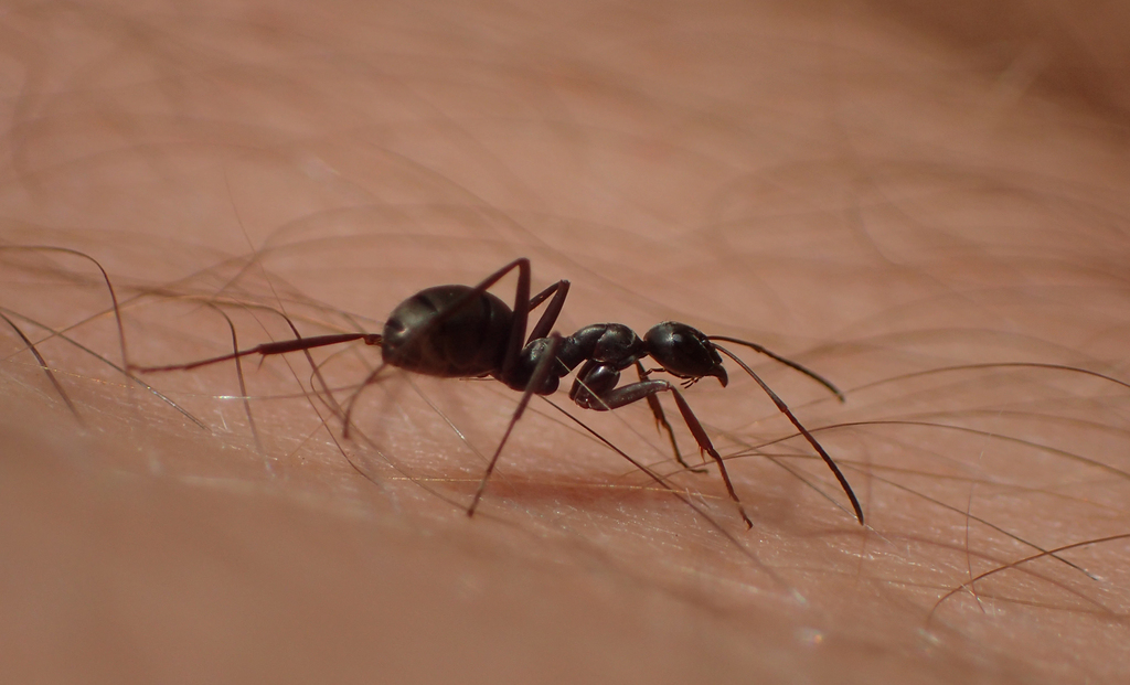 Japanese Wood Ant from Hikosan, Soeda, Tagawa District, Fukuoka 824 ...