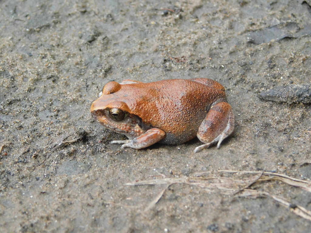 Common Squeaker from Mecula, Mozambique on February 29, 2020 at 09:50 ...