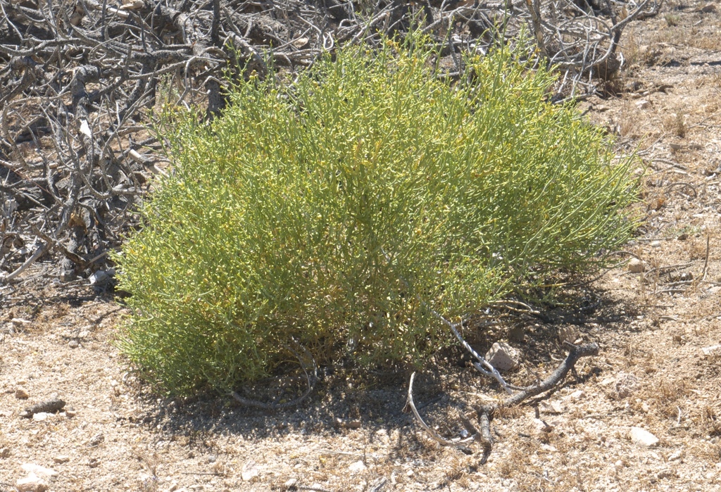 Turpentine Broom from Mojave National Preserve, San Bernardino County ...