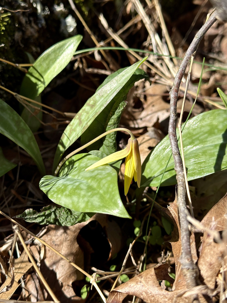 yellow trout lily from Williamson County, TN, USA on March 12, 2026 at ...