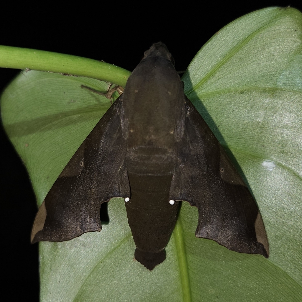 Pachylia syces from Diego Martin Regional Corporation, Trinidad and ...