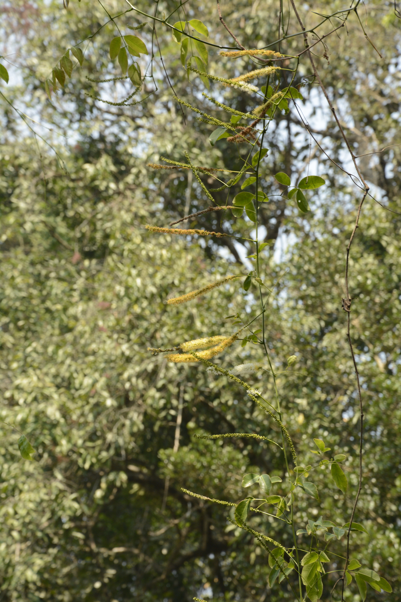 Entada rheedei Spreng.