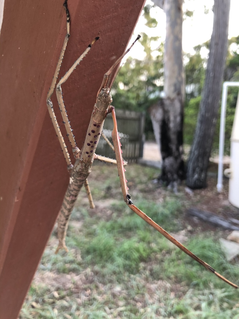 Titan Stick Insect from Fraser Island, Eurong, QLD, AU on January 31 ...