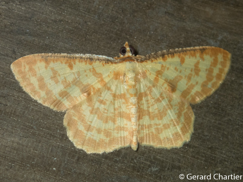 Synegia botydaria · iNaturalist
