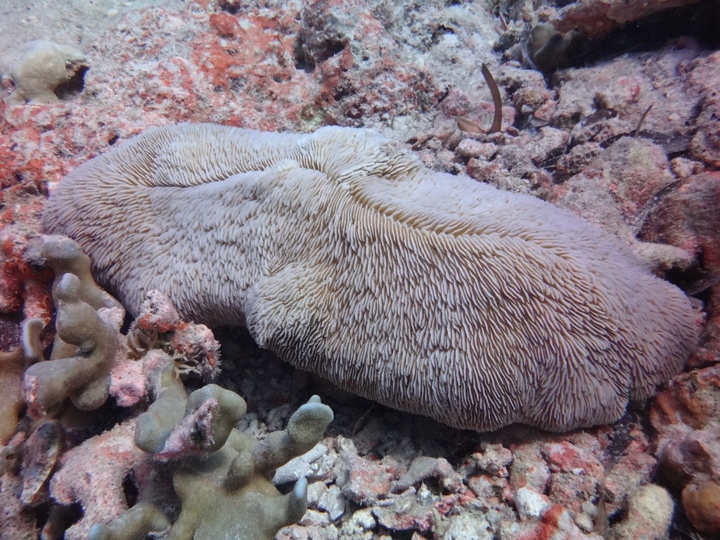 Tongue Coral from Alphonse Atoll, Seychelles on February 18, 2020 at 03 ...