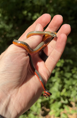 ring-necked snake (Diadophis punctatus) - Snakes and Lizards