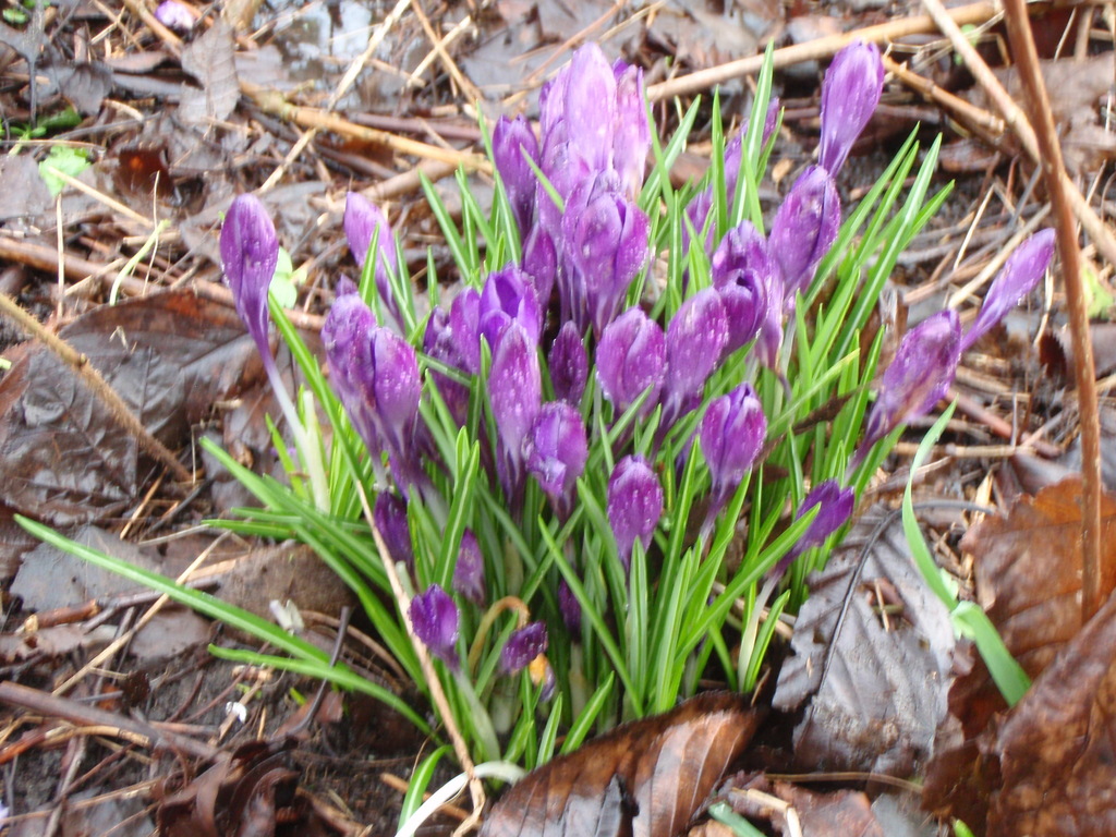 Crocus neapolitanus × tommasinianus from Formby, Liverpool L37, UK on ...