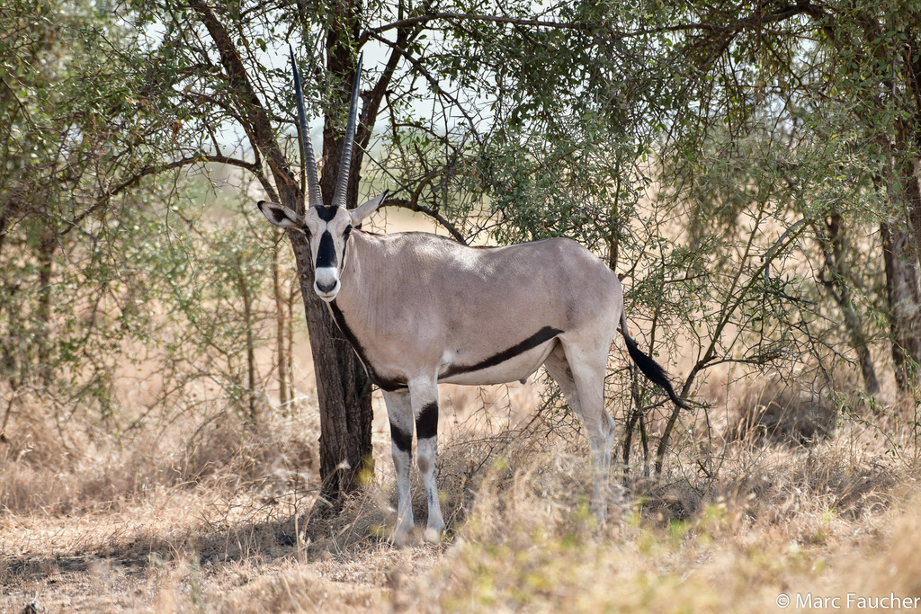 Beisa Oryx in February 2020 by pfaucher. 107_5098.JPG · iNaturalist