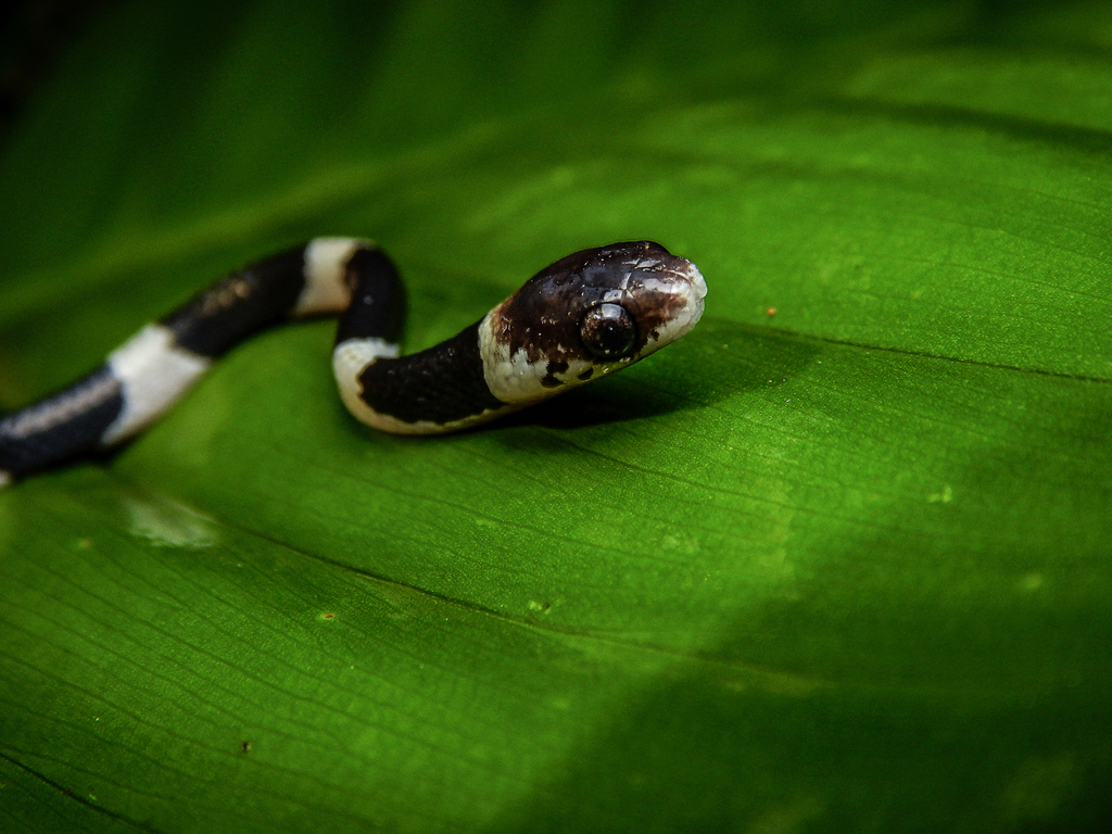 Dipsadine Snakes in July 2019 by Khristian Venegas Valencia · iNaturalist