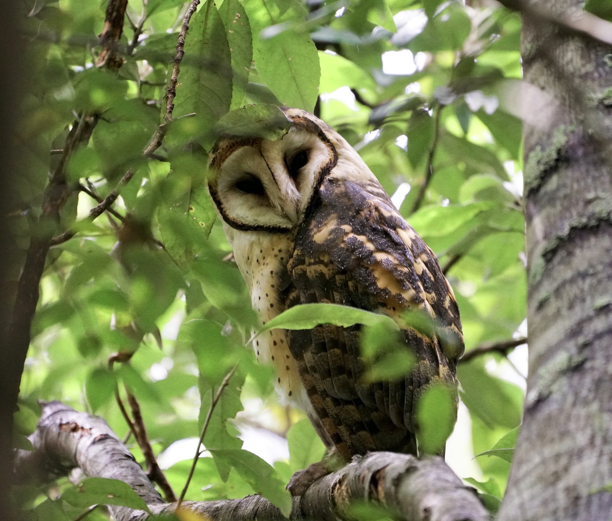 Tyto novaehollandiae castanops (Gould, 1837)