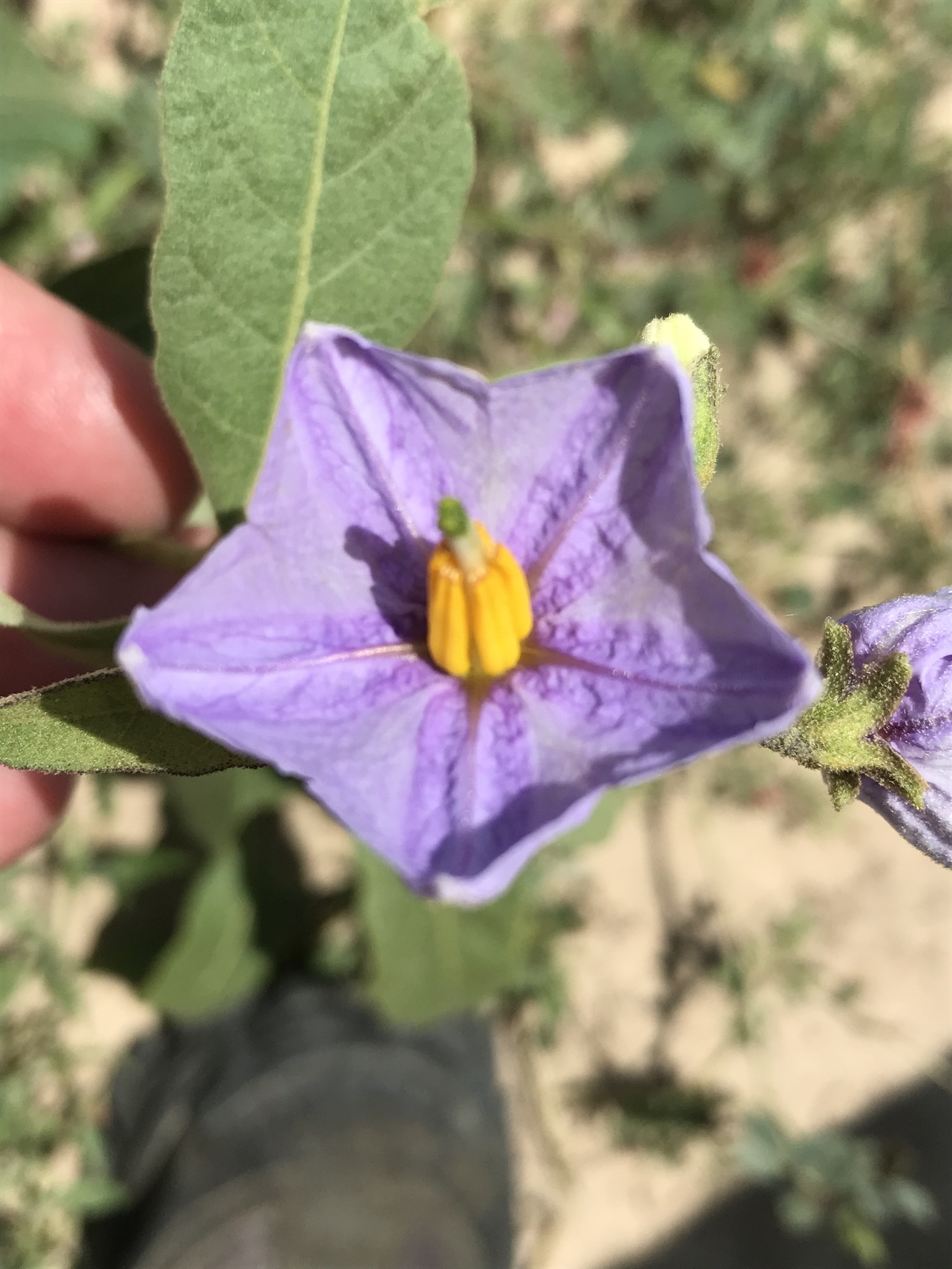 Solanum incanum L.