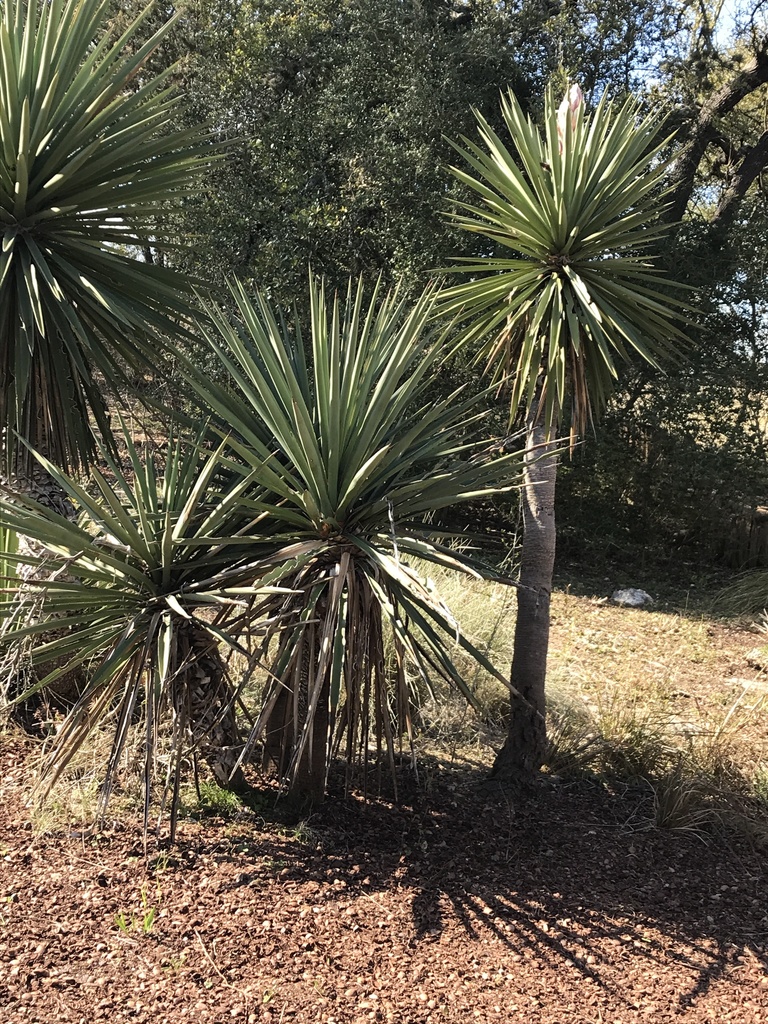 Spanish dagger from Lady Bird Johnson Wildflower Center, Austin, TX, US ...