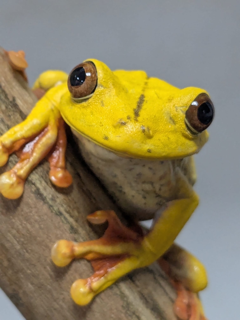 Map Tree Frog from CVJX+9XR, Madre de Dios 17600, Peru by rosscopiper ...