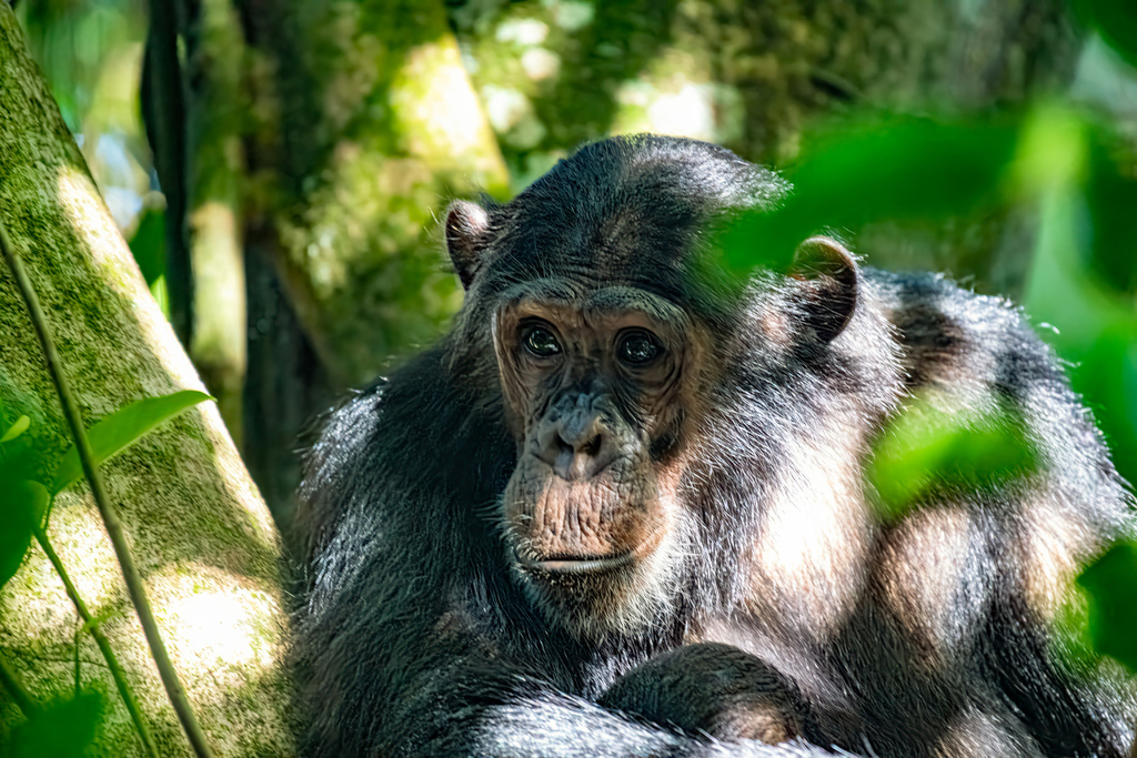 Eastern Chimpanzee in April 2022 by Daniel Liepack · iNaturalist
