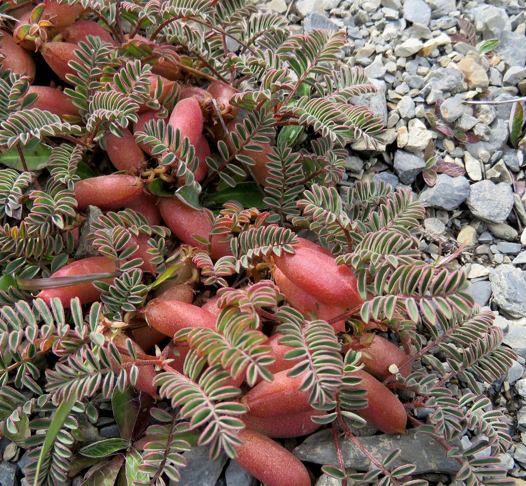 Scree Pea in January 2017 by josiedawber. Creeping ground cover. Leaves ...