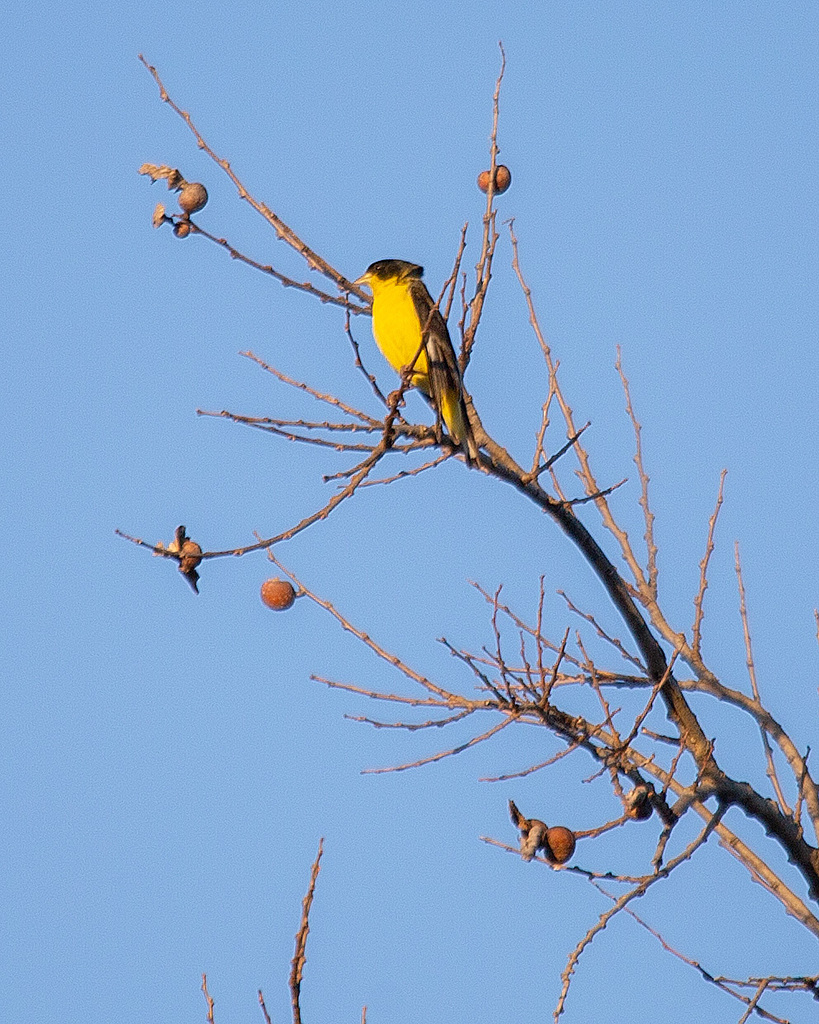 Lesser Goldfinch from Serenada, TX, USA on March 13, 2026 at 07:09 PM ...