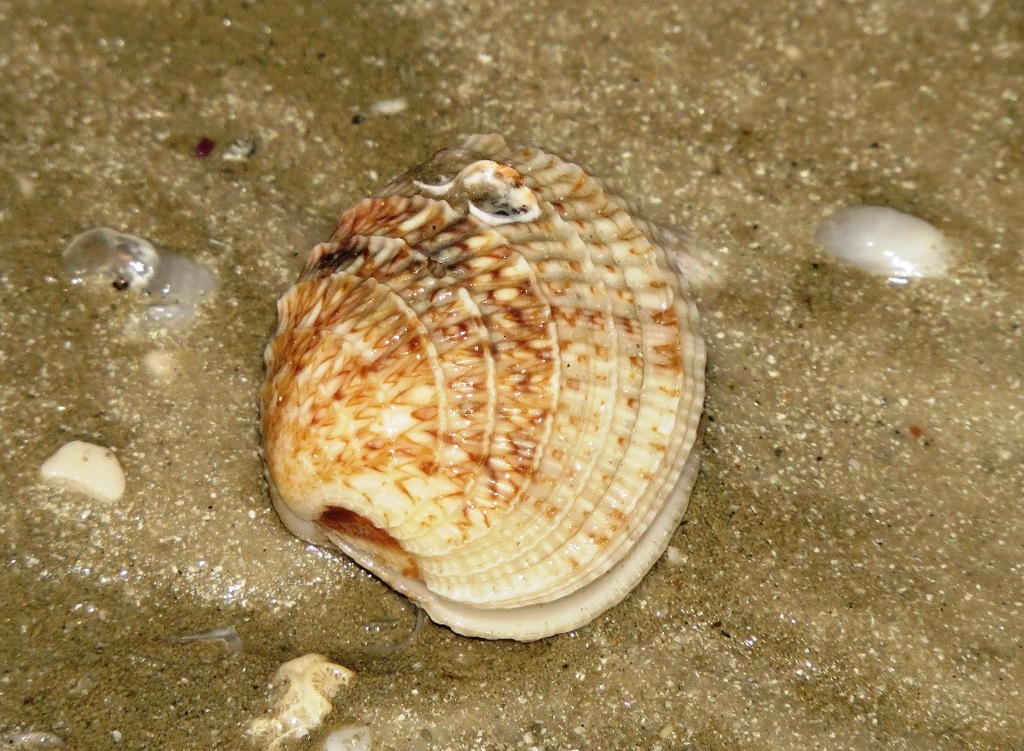 Cross-barred Venus (Seashells of Hilton Head Island) · iNaturalist Mexico